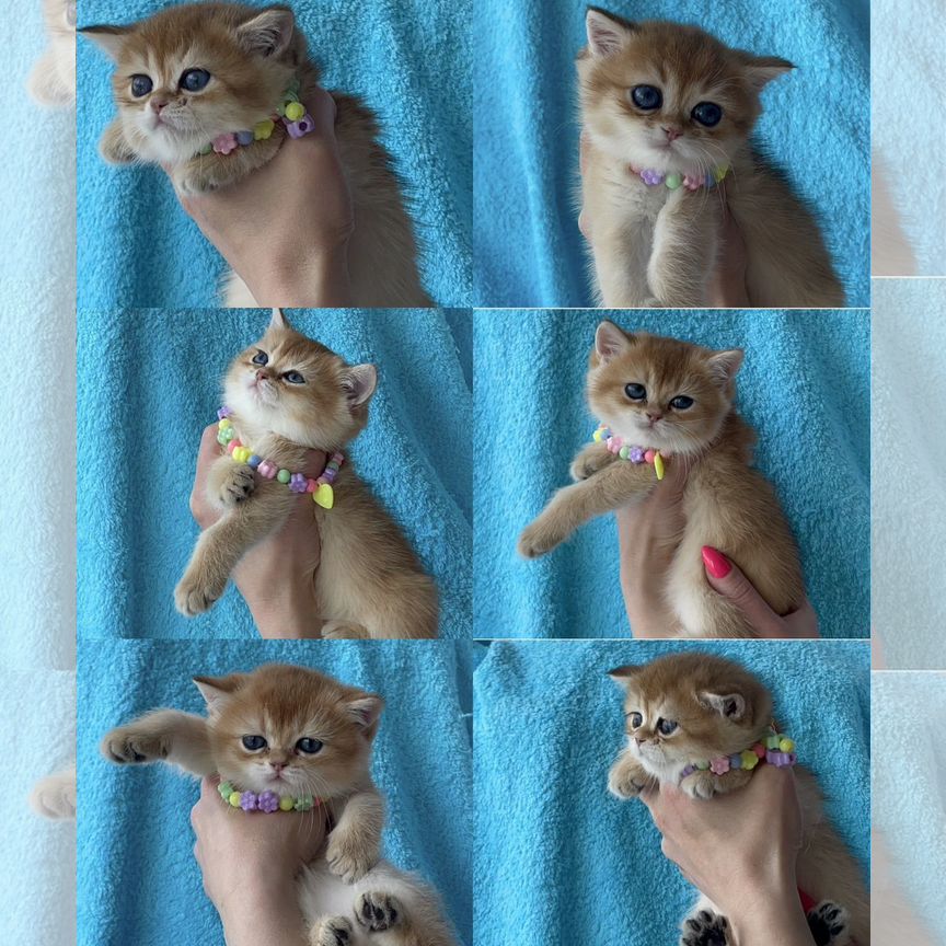 Британский короткошёрстный котёнок