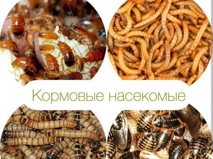 Кормовые насекомые живые