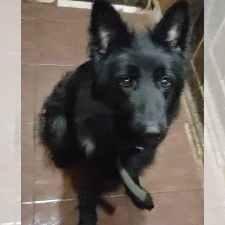 Черная немецкая овчарка