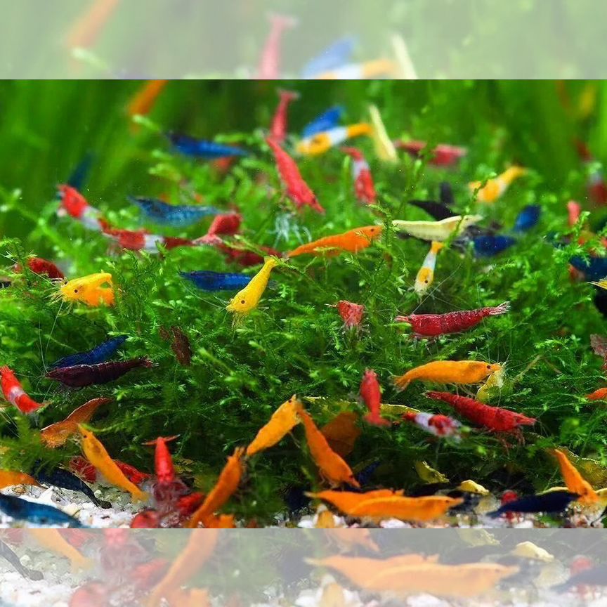 Креветка неокаридина цветная ассорти