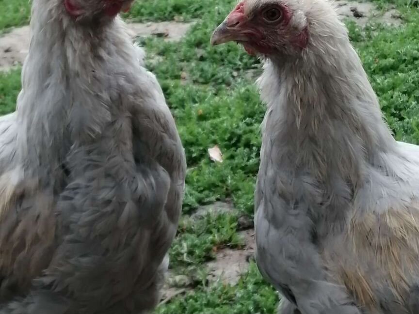 Цыпленок брама