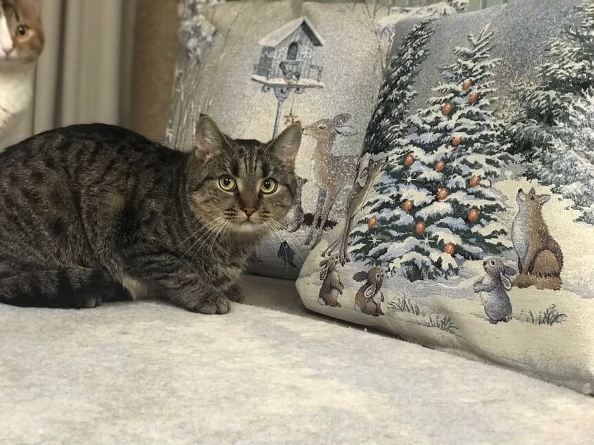 Кошка Лампа ищет дом