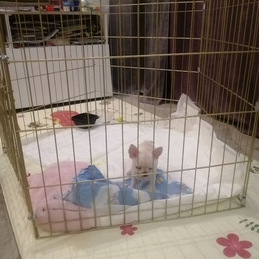 Вальеры для собак в квартиру