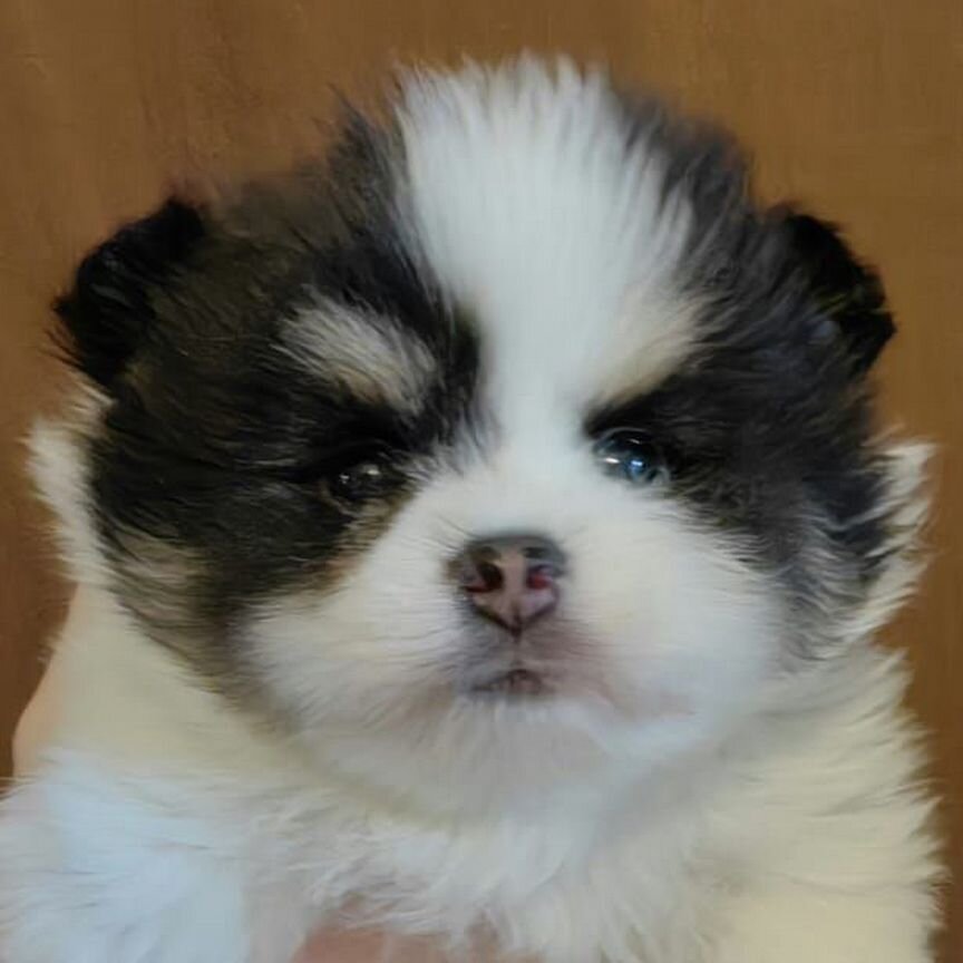 Щенок шпица для резервирования