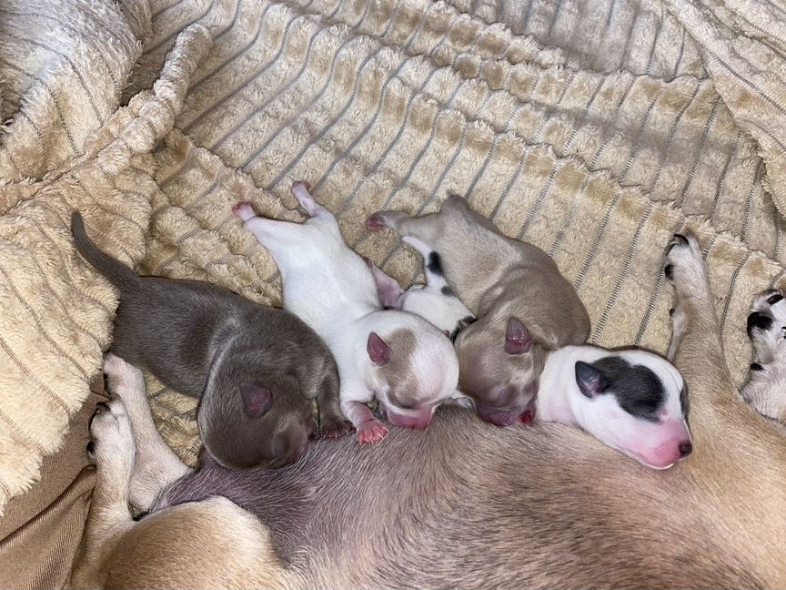 Щенки чихуахуа