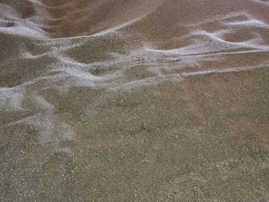 Продаю зерно