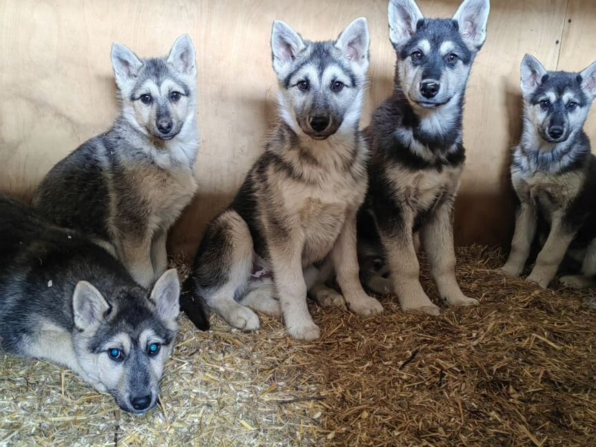 Щенки в добрые руки