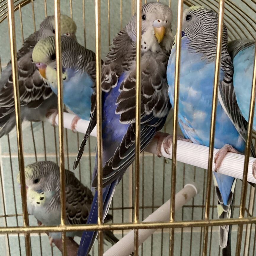 Птенцы волнистый попугай ——2.5 мес