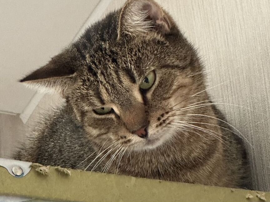 Котёнок Пупс