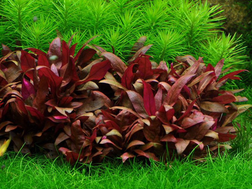 Альтернантера Рейнека (Alternanthera reineckii)