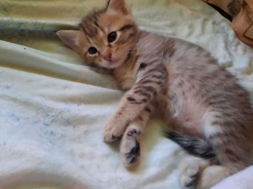 Котята в добрые руки