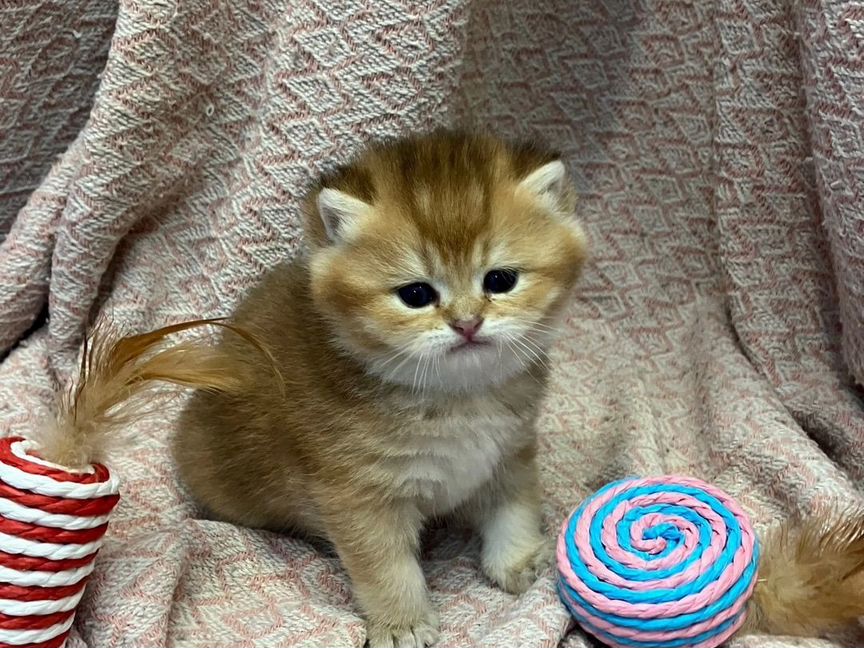 Золотистая шиншилла котята