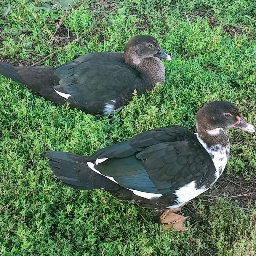 Индоутки, индоутята, селезни на племя