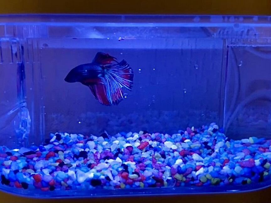 Аквариум. Украшение для аквариума