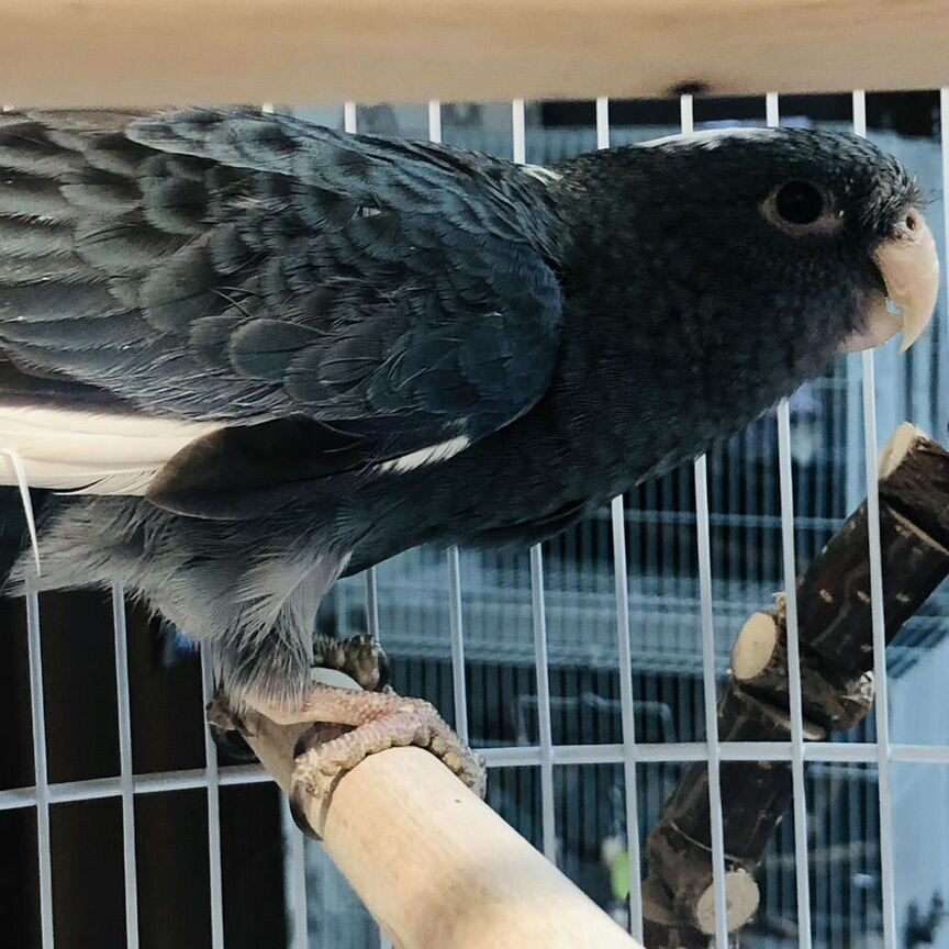 Попугай розелла синий