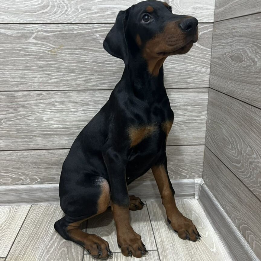 Щенок доберман мальчик