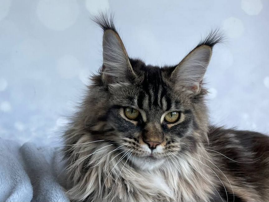 Кошечка мейн-кун