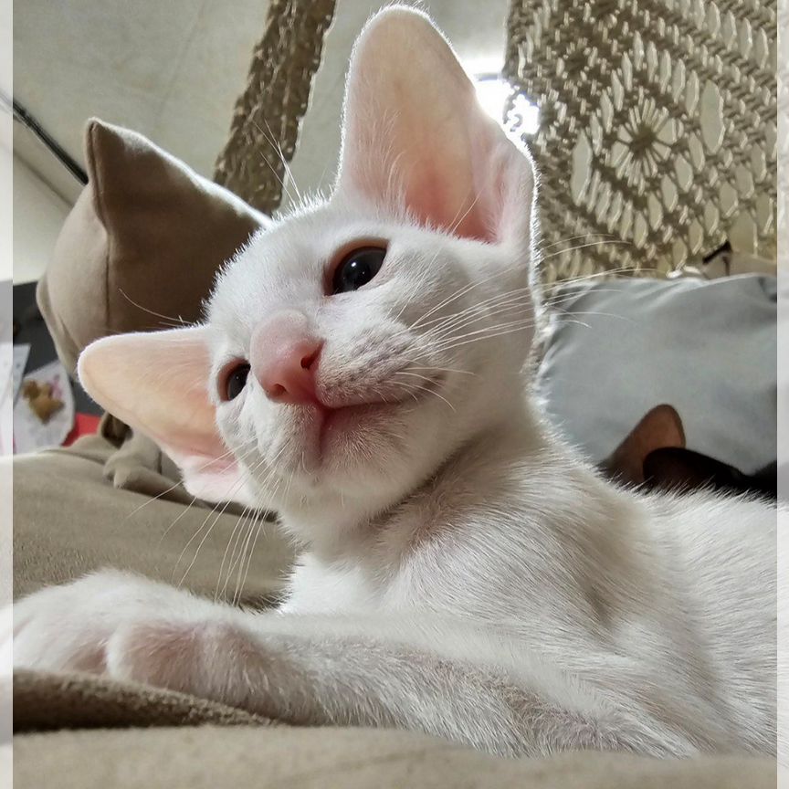 Котята ориенталы