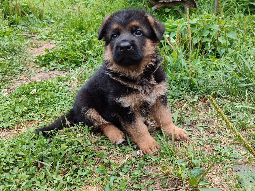 Щенки немецкой овчарки
