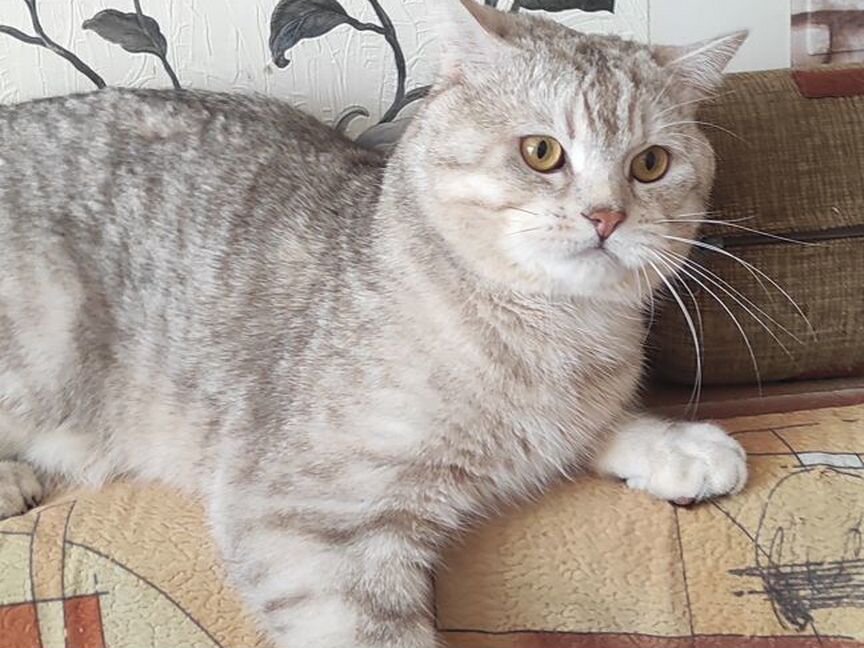 Шотландский кот вязка