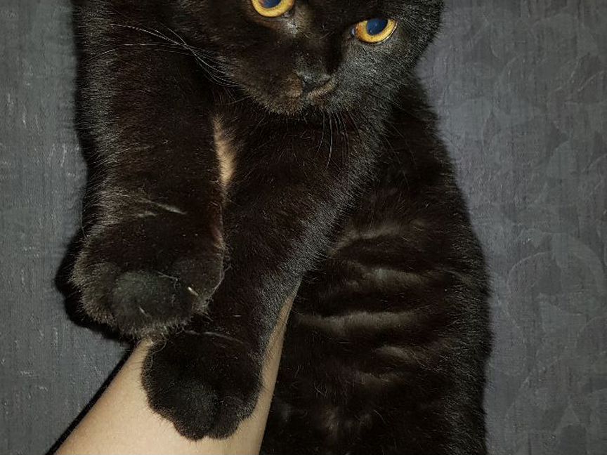 Шотландский котик фолд