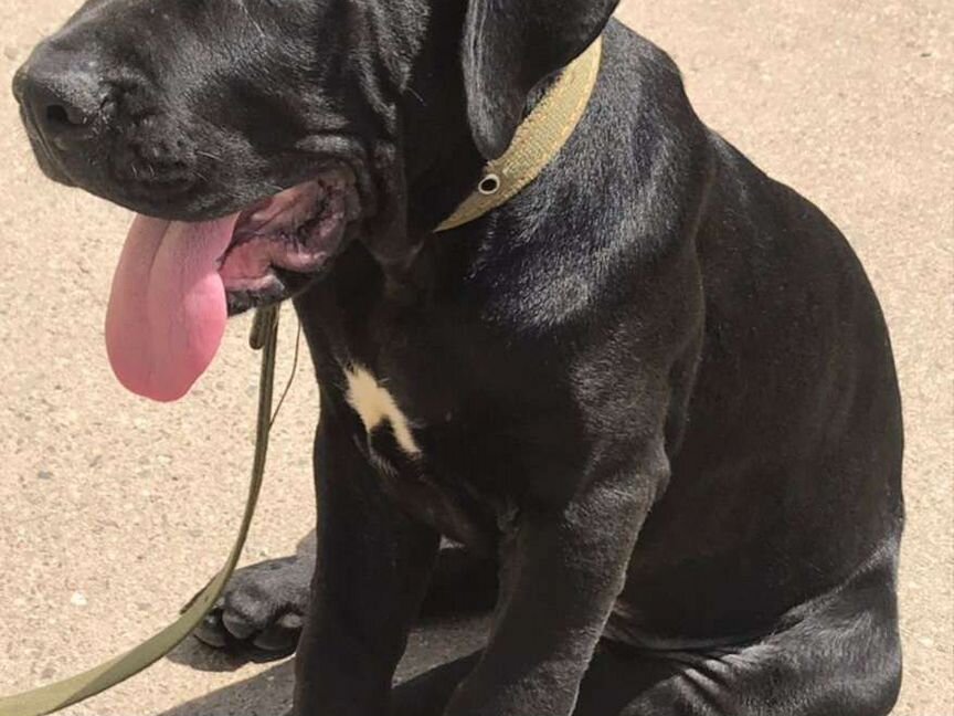 Щенки Кане-корсо