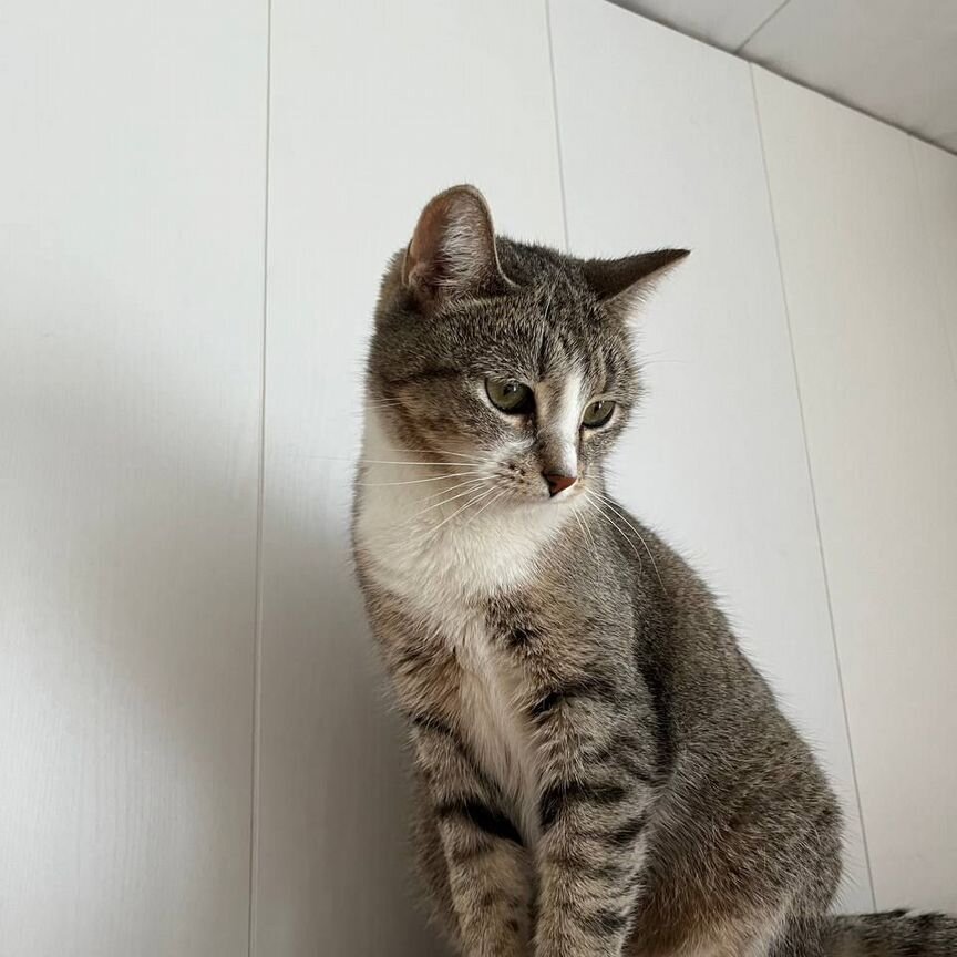 Кошечка в добрые руки бесплатно