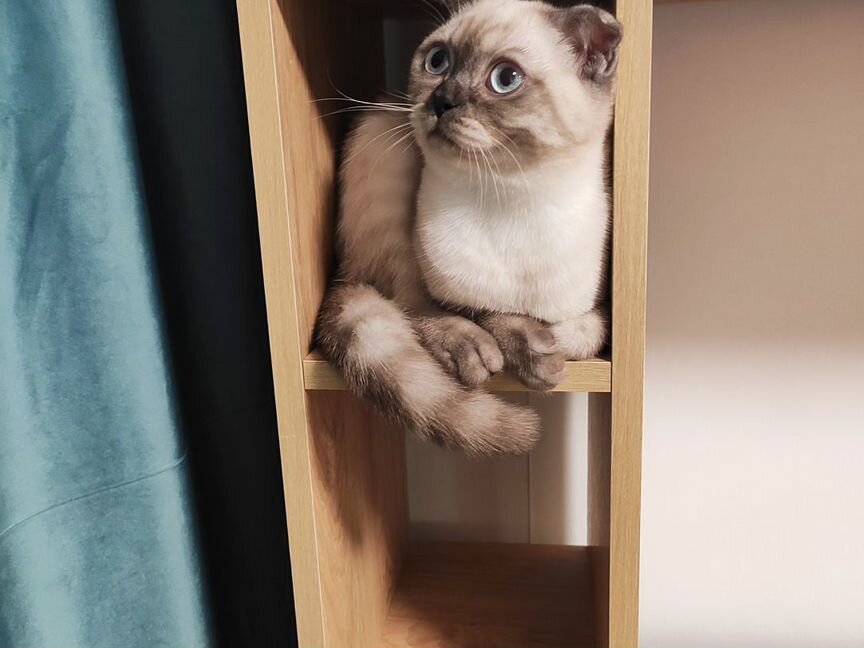 Шатланский котенок