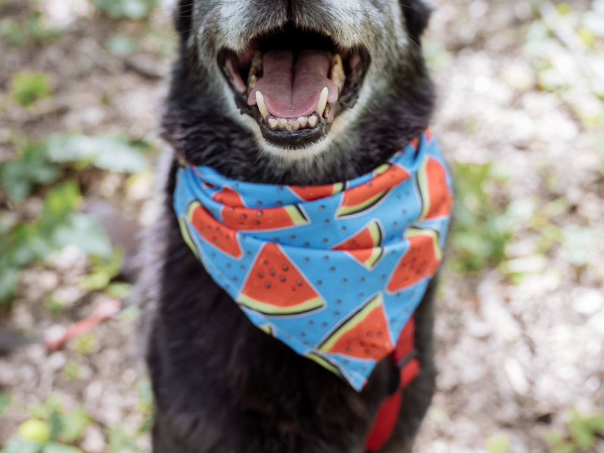 Милая собачка Шери ищет дом