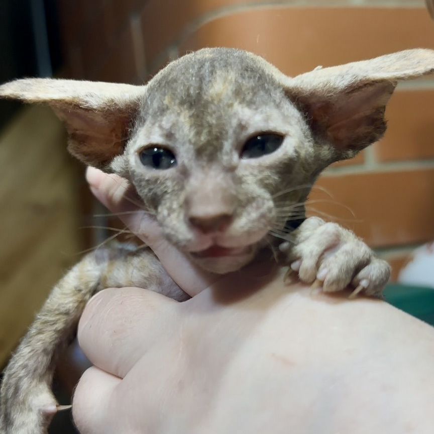 Петерболд котёнок