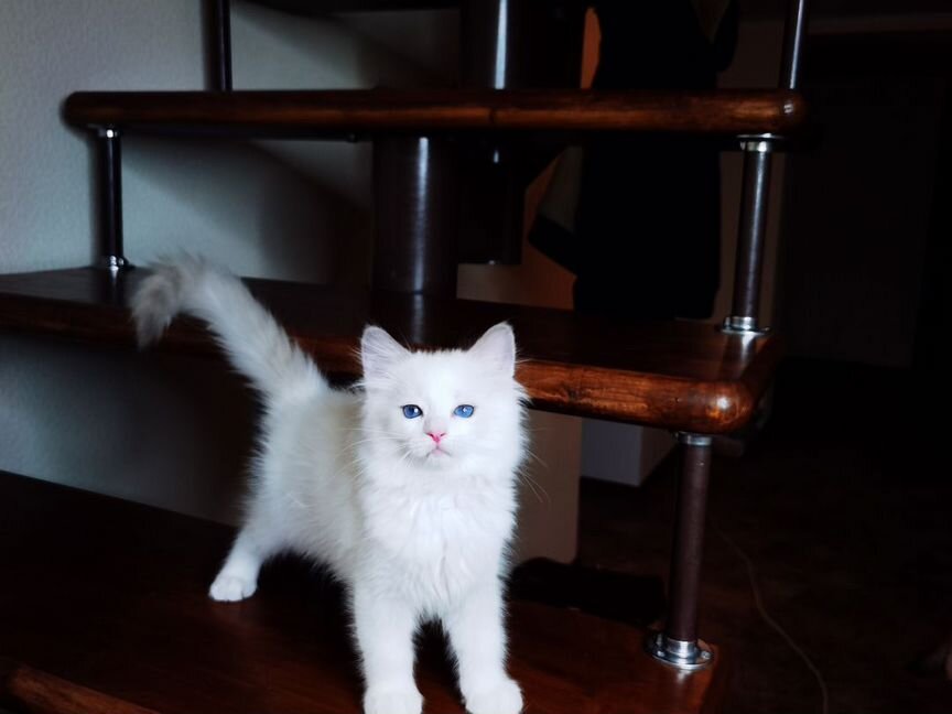 Котята Рэгдолл