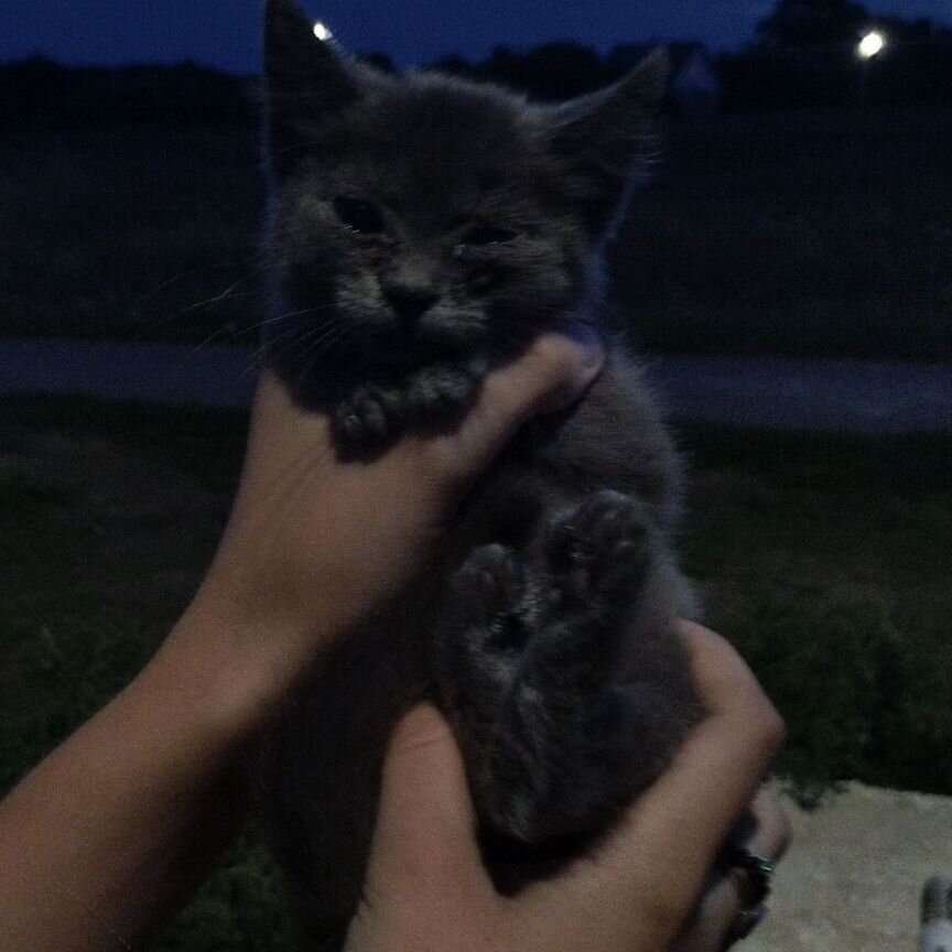 Серый пушистый котенок, карие глаза