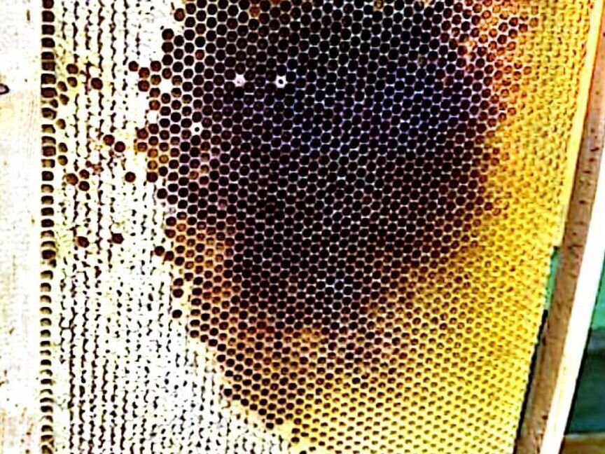 Сушь для пчел