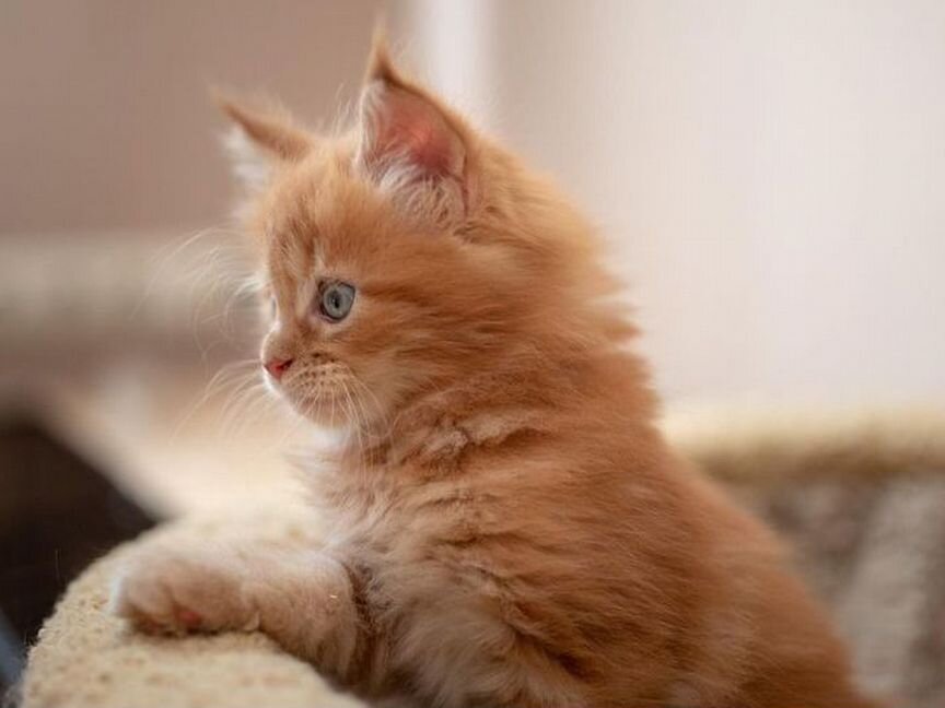 Котята мейн-кун