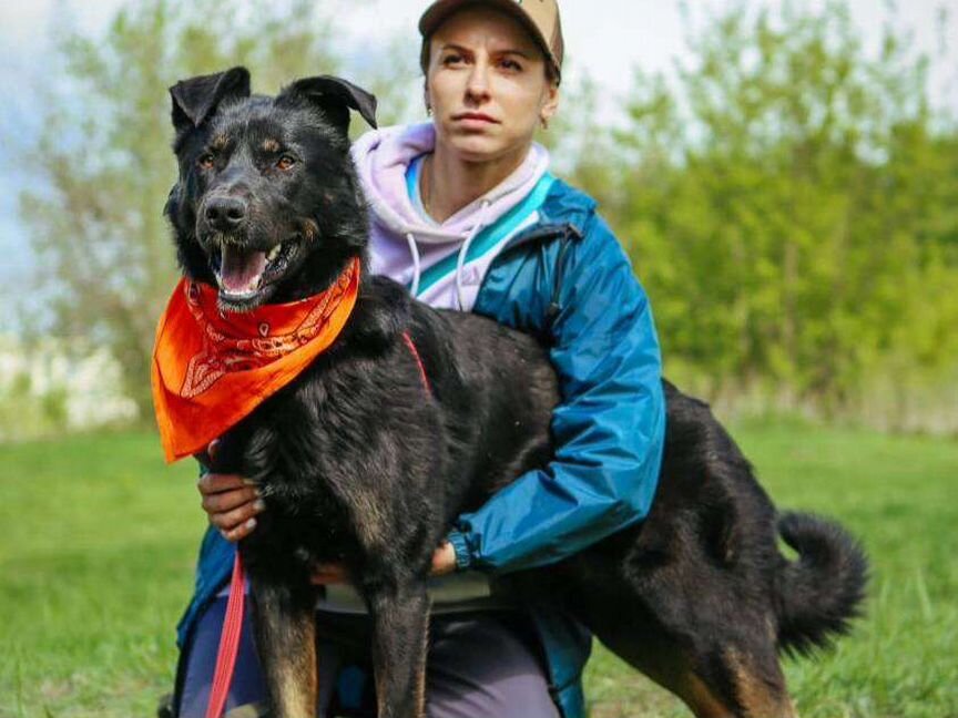 Собака в добрые руки