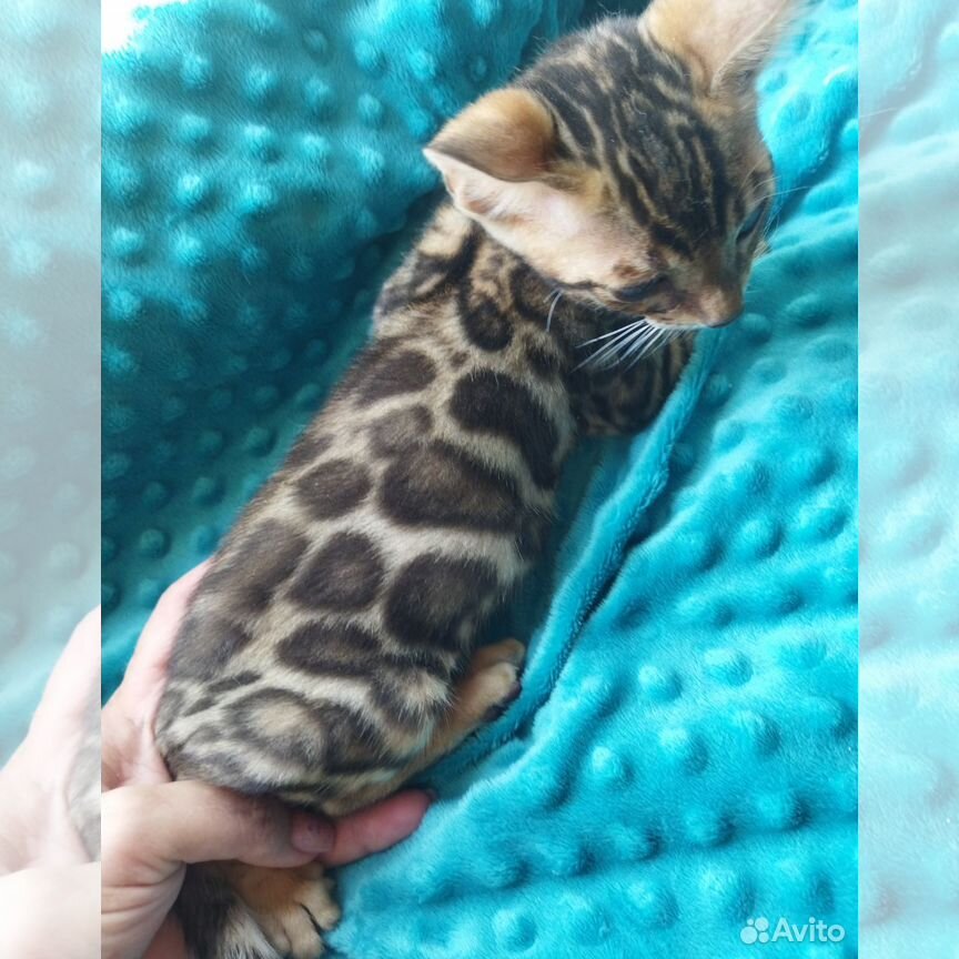 Бенгальские котята