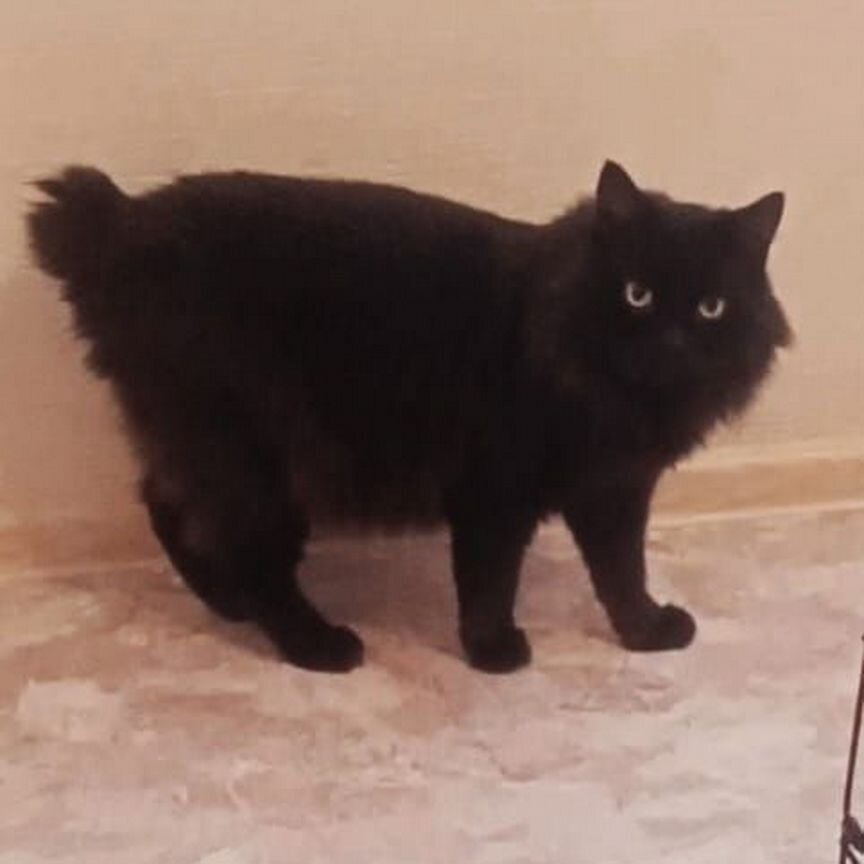 Кот