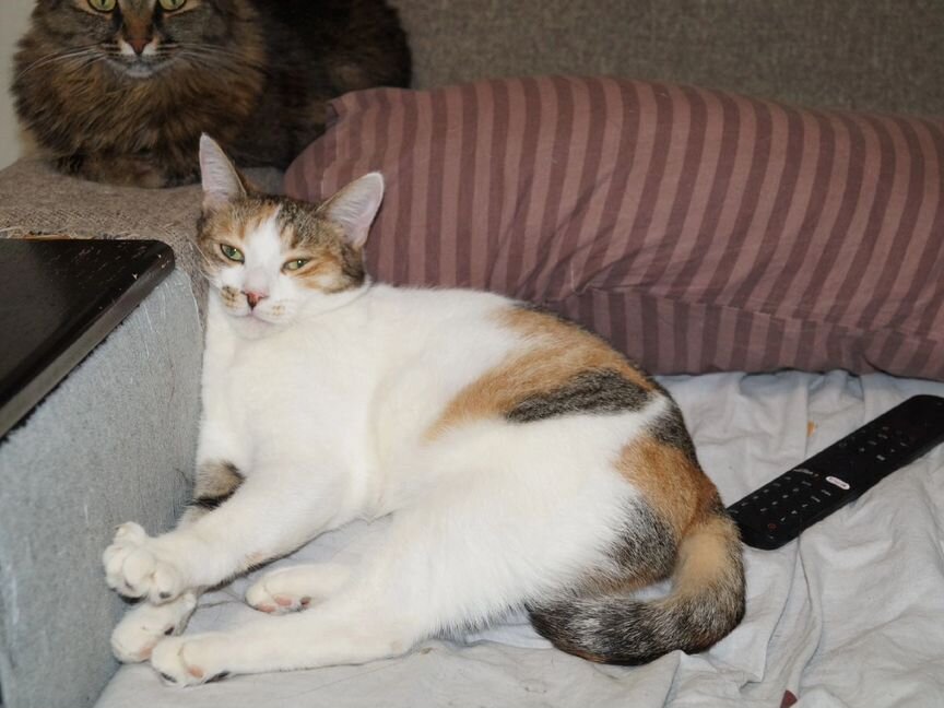 Кошечка ещё лучше чем та другая :)