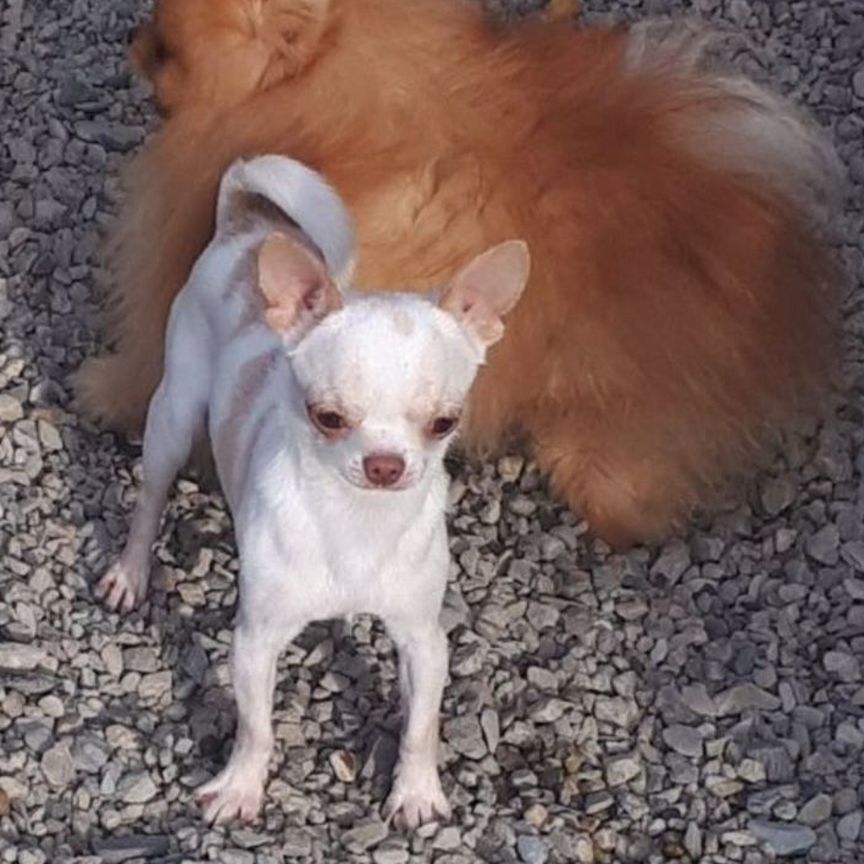 Чихуахуа кобель