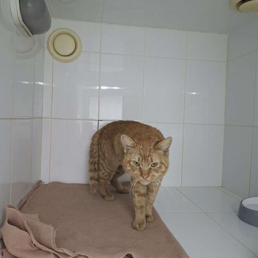 Отдам кота в добрые руки