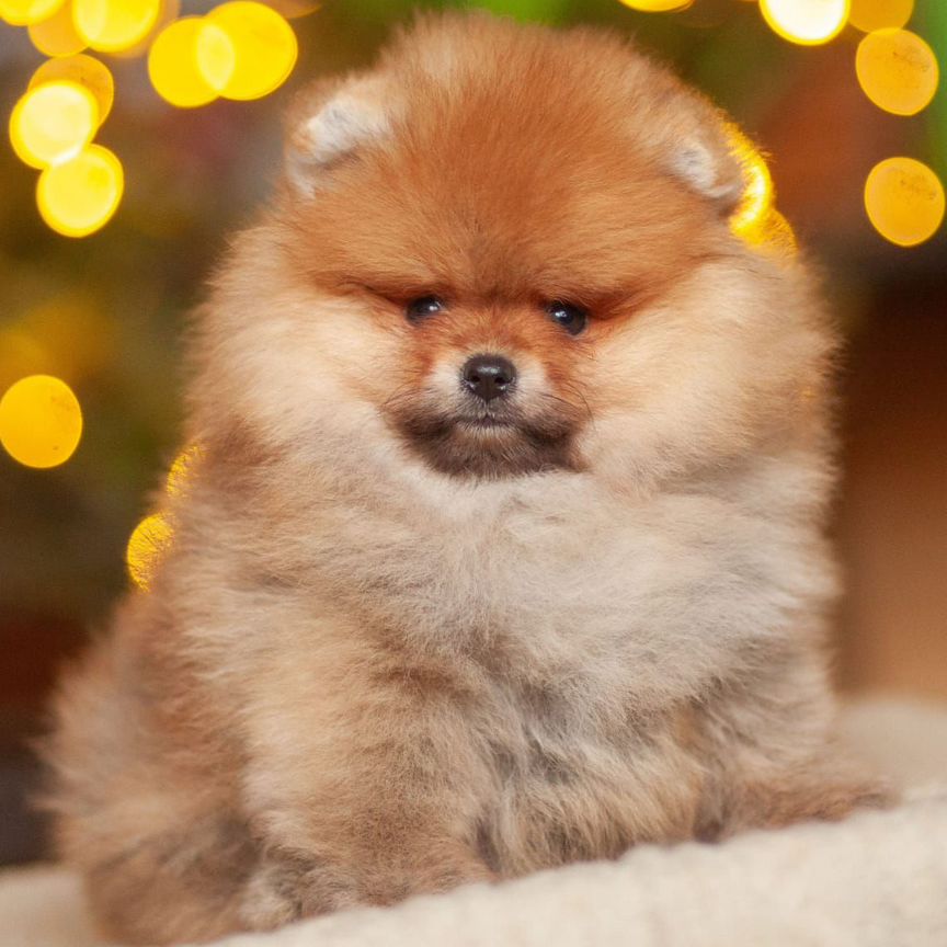 Шикарный померанец