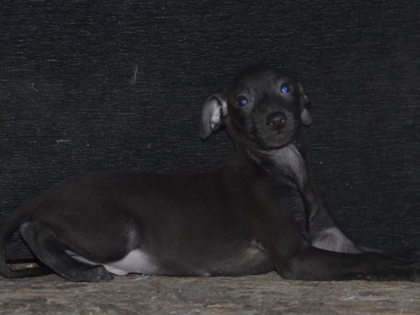 Левретка черный принц