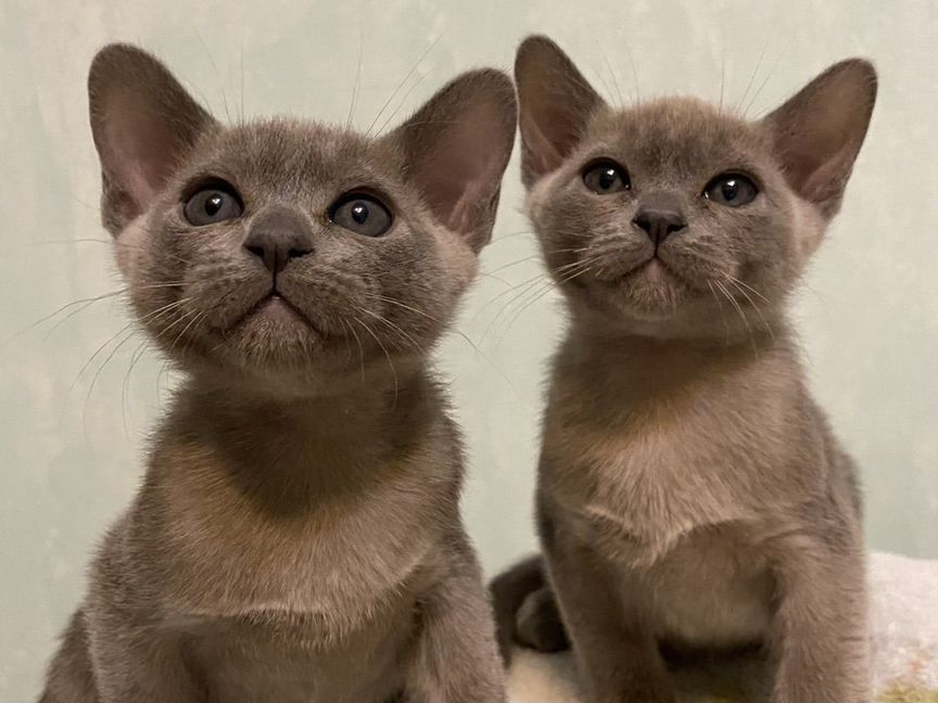 Бурманские котята