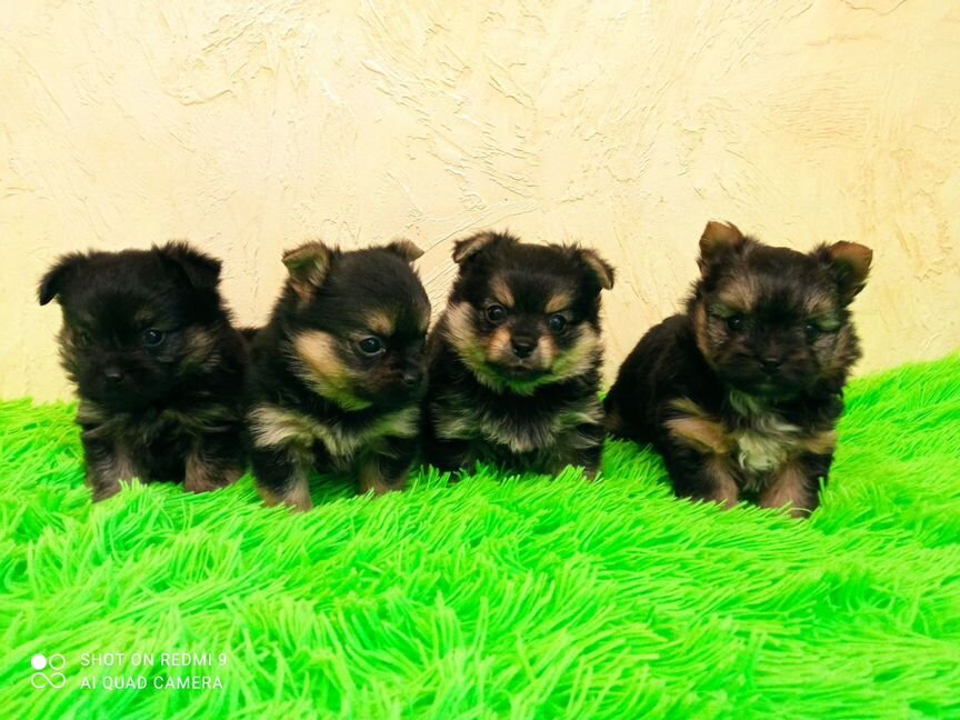 Мишки малышки