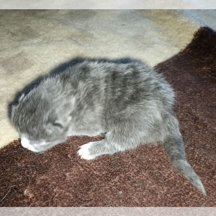 Котёнок в добрые руки