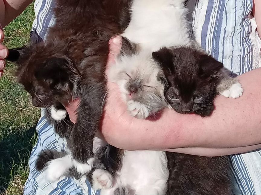 Котята