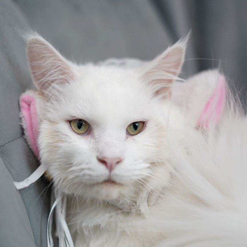 Белоснежная мейн-кунша