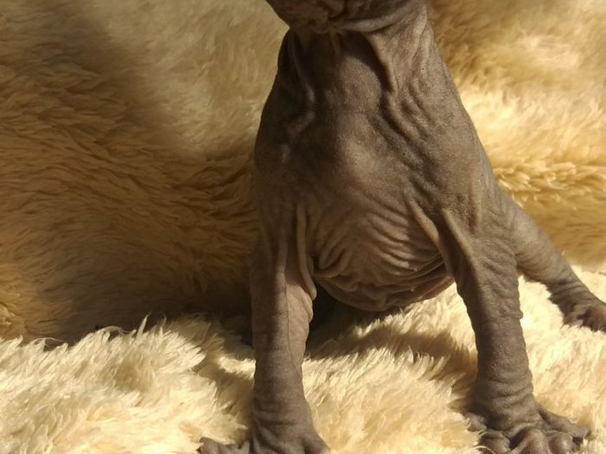 Очаровательная девочка эльф с документами