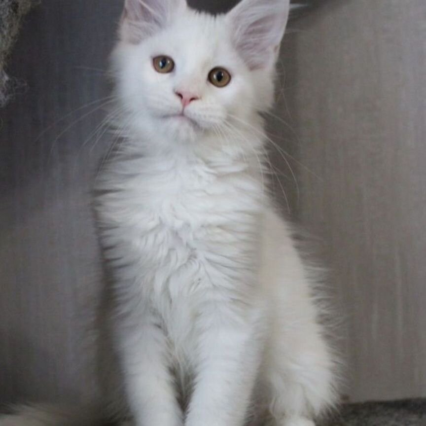 Белоснежный котёнок мейн-кун