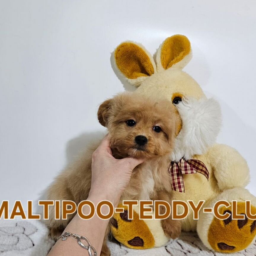 Maltipoo яркий мальчик в типе тедди